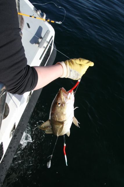 Reykjavik: 3-Hour Sea Angling Gourmet Experience Tour - The Scenic and Wildlife Encounters
