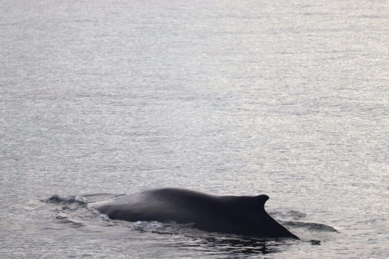 Reykjavik: 9pm Whale Watching Cruise in the Arctic Sun - Iceland’s 9pm Whale Watching Cruise in the Arctic Sun: An In-Depth Review