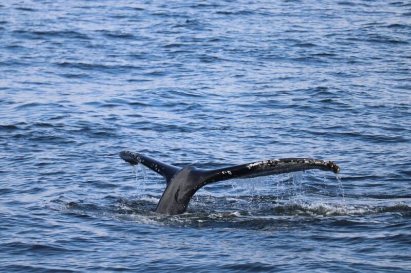 Reykjavik: 9pm Whale Watching Cruise in the Arctic Sun - The Value of the Experience