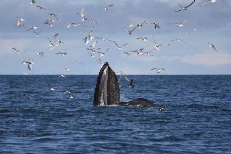 Reykjavik: ATV Ride & Whale Watching Boat Tour - Key Points