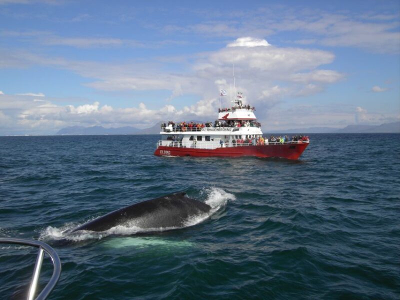 Reykjavik: ATV Ride & Whale Watching Boat Tour - A Detailed Look at the Tour