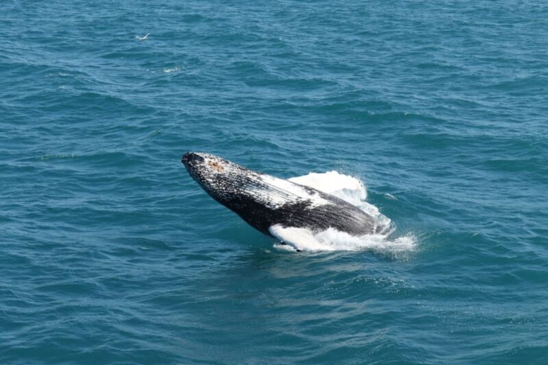Reykjavik: Best Value Whale Watching Boat Tour - Key Points
