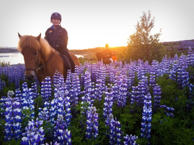 Reykjavik: Evening Sleipnir Horse Riding Tour with Pickup - An In-Depth Look at the Experience