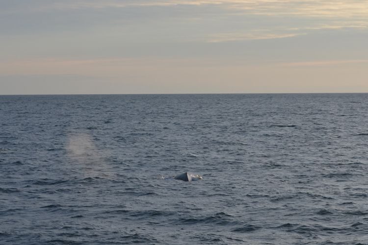 Reykjavik: Midnight Sun Whale Watching Tour - Value for Money
