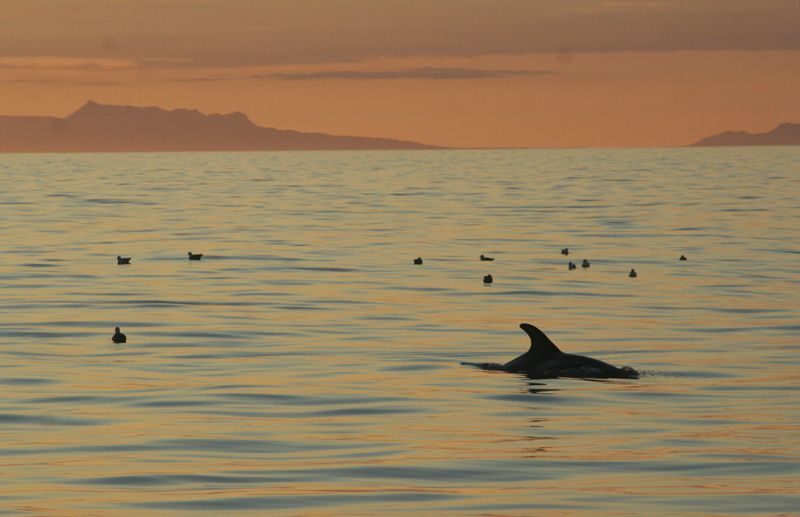 Reykjavik: Midnight Sun Whale Watching Tour - Who Is This Tour Best For?