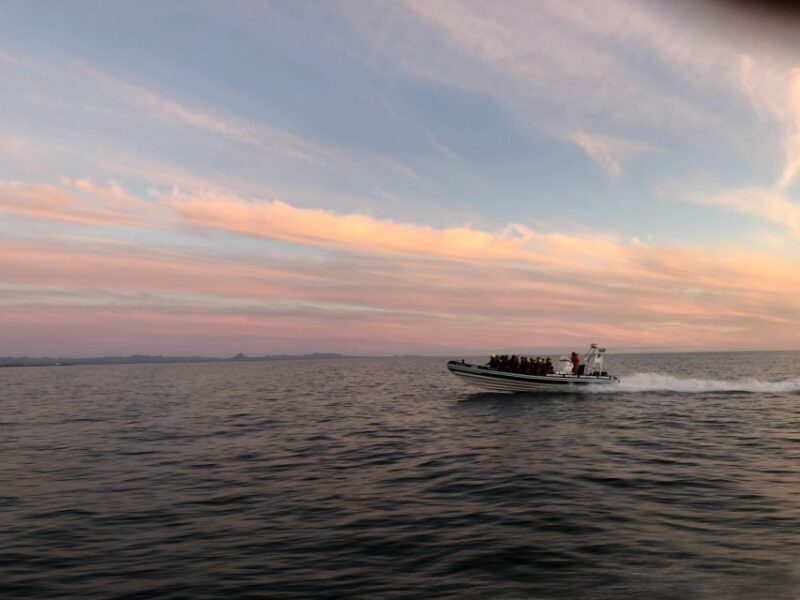 Reykjavik: Premium Whale and Puffin Watching Evening Tour - Reykjavik: Premium Whale and Puffin Watching Evening Tour