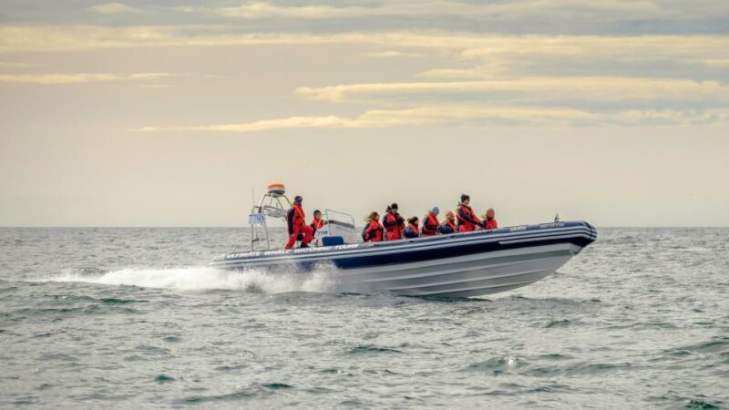 Reykjavik: Premium Whale and Puffin Watching Evening Tour - Detailed Experience Breakdown