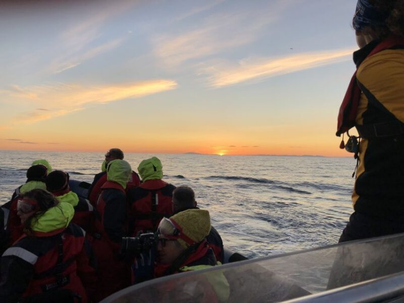 Reykjavik: Premium Whale and Puffin Watching Evening Tour - Value and Practical Considerations