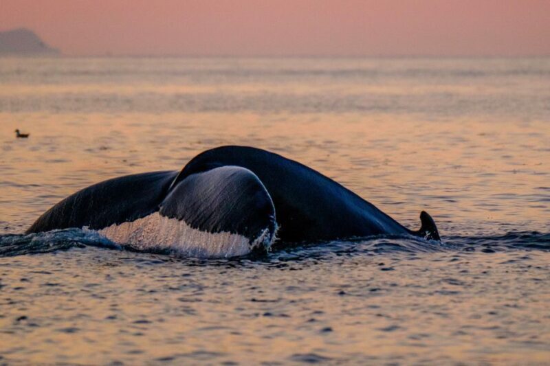 Reykjavik: Premium Whale and Puffin Watching Evening Tour - Who Should Consider This Experience?