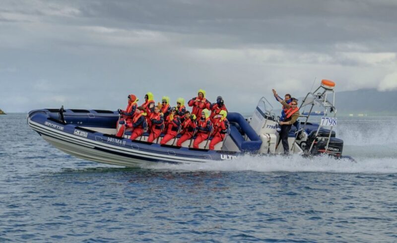 Reykjavik: Premium Whale Watching with Flexible Ticket - An Introduction to the Experience