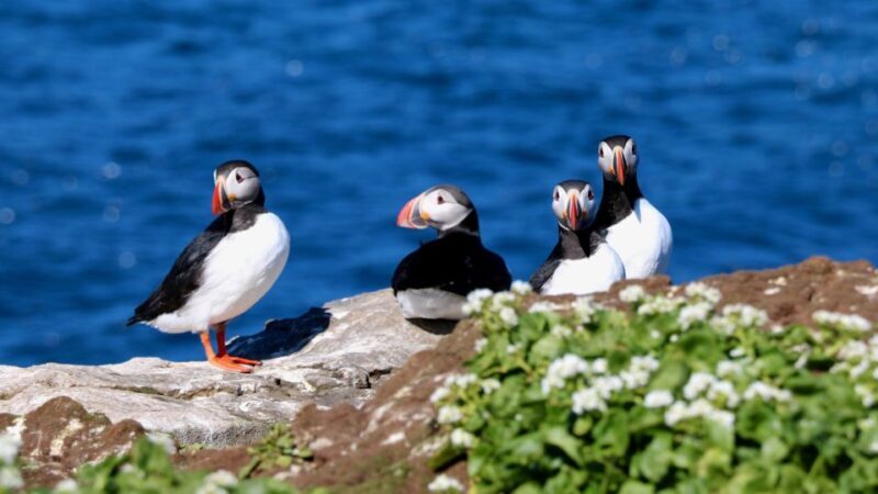 Reykjavik: Premium Whale Watching with Flexible Ticket - Inclusions and Practical Details