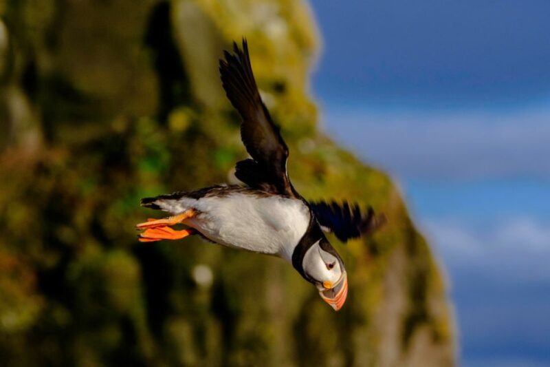 Reykjavik: Premium Whale Watching with Flexible Ticket - Authentic Traveler Insights