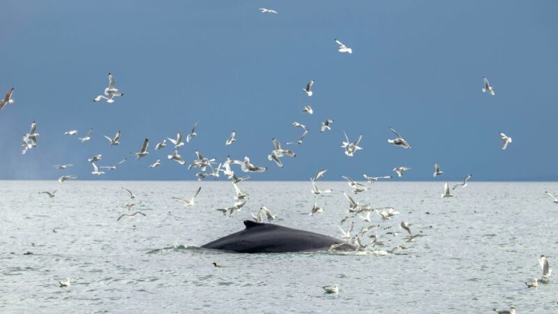 Reykjavik: Premium Whale Watching with Flexible Ticket - The Value and Who It’s Best For