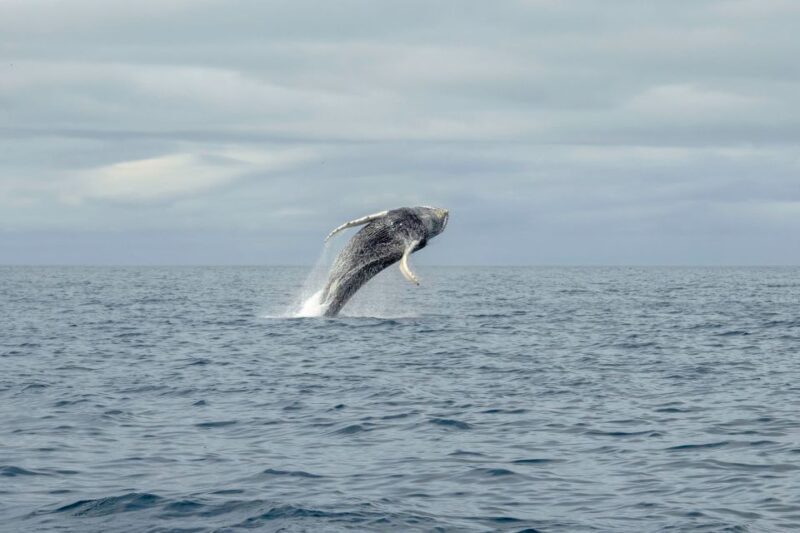 Reykjavik: Premium Whale Watching with Flexible Ticket - The Sum Up