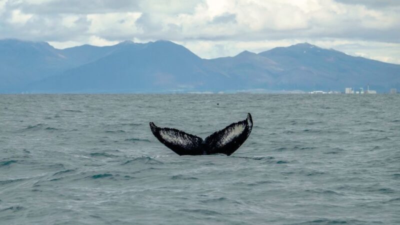 Reykjavik: Premium Whale Watching with Flexible Ticket - FAQ