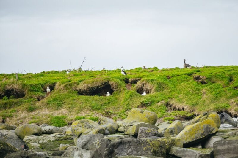 Reykjavik: Puffin Watching Boat Tour - Who Should Consider This Tour?