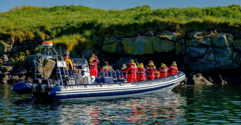 Reykjavik: Puffin Watching Tour - A Detailed Look at the Puffin Watching Tour
