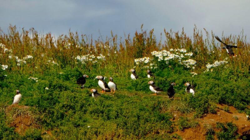 Reykjavik: Puffin Watching Tour - Final Thoughts