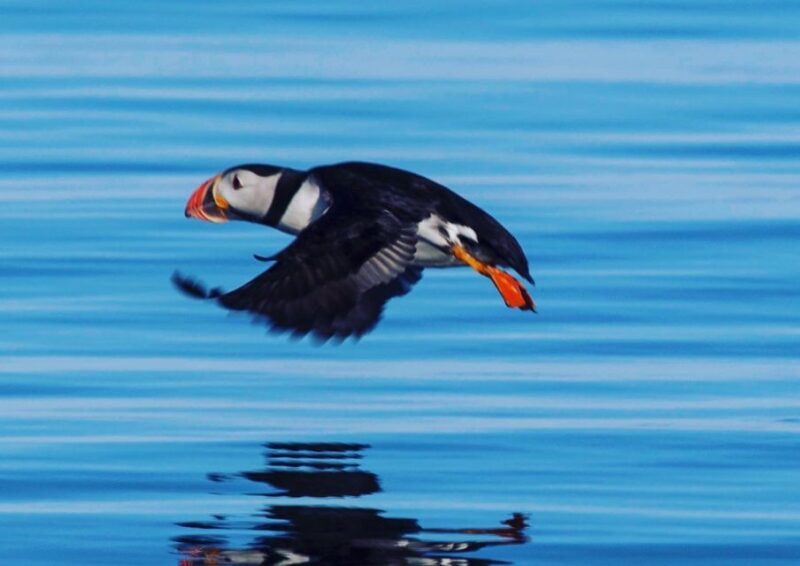Reykjavik: Puffin Watching Tour by RIB Speedboat - Value and Practical Considerations