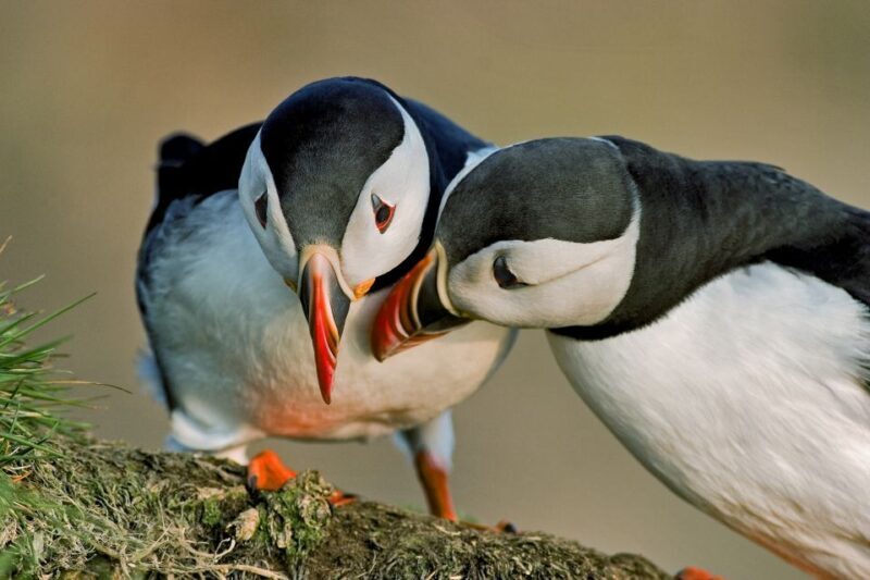 Reykjavik: Puffin Watching Tour by RIB Speedboat - Authenticity and Experience