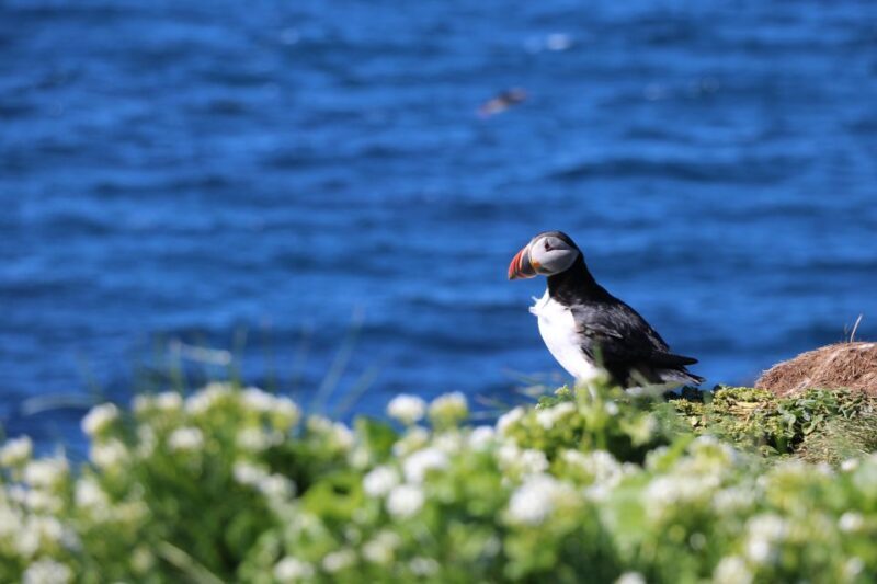 Reykjavik: Puffin Watching Tour - Key Points