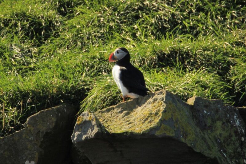 Reykjavik: Puffin Watching Tour - An Up-Close Look at the Puffin Watching Experience