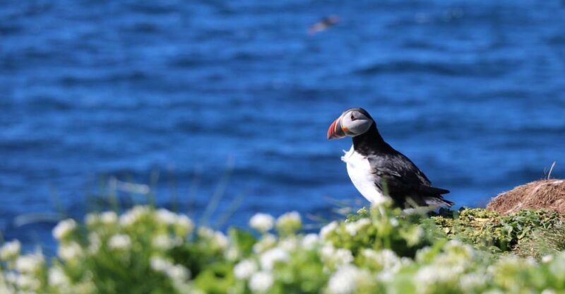 Reykjavik: Puffin Watching Tour - Frequently Asked Questions