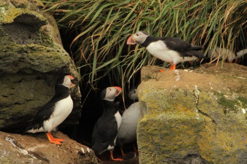 Reykjavik: Puffin Watching Tour - Final Thoughts
