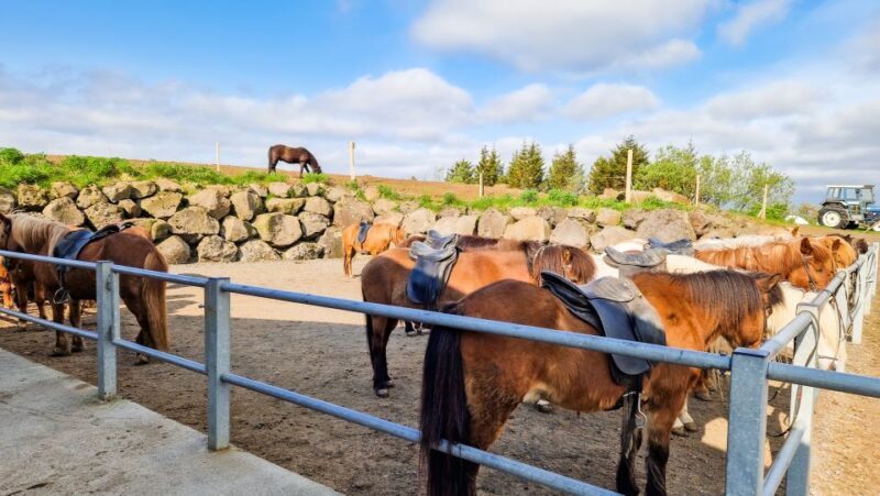Reykjavik: Red Lava Horse Riding Tour - Final Thoughts