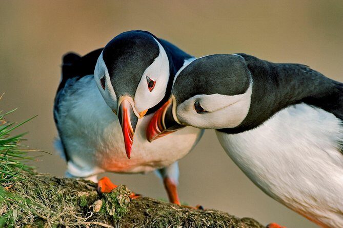 Reykjavik Shore Excursion: Puffin Sightseeing Cruise - A Detailed Look at the Puffin Sightseeing Cruise