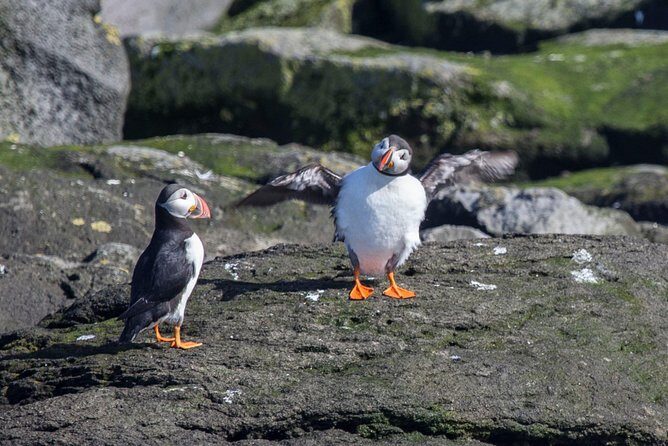 Reykjavik Shore Excursion: Puffin Sightseeing Cruise - The Sum Up