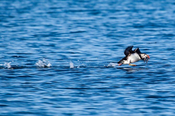 Reykjavik Shore Excursion: Puffin Sightseeing Cruise - FAQ