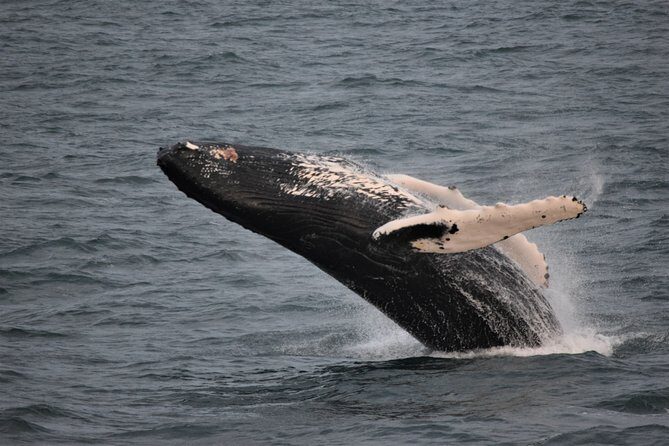 Reykjavik Shore Excursion: Whale-Watching Cruise - What to Expect on Your Whale-Watching Trip