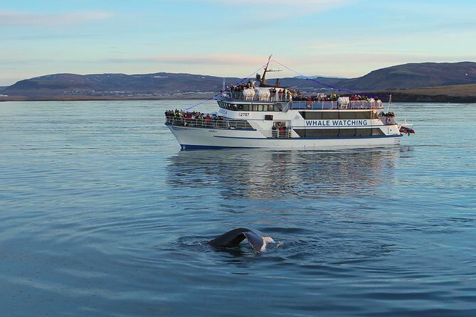 Reykjavik Shore Excursion: Whale-Watching Cruise - FAQ