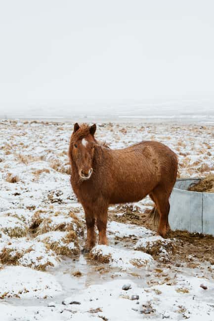 Reykjavik: Silver Circle + Ice Tunnel, Baths, or Lava Cave - Key Points