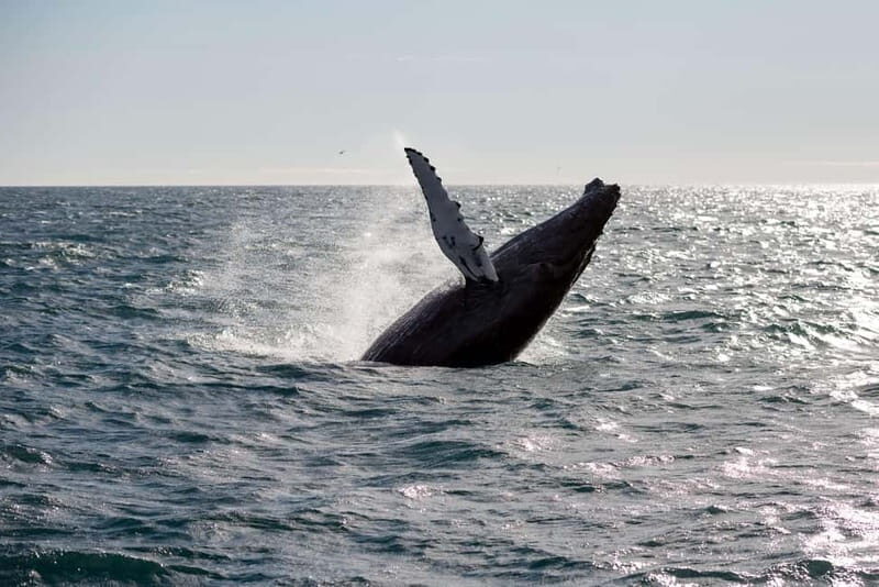 Reykjavik: Snæfellsnes Peninsula & Whale Watching Tour - Key Points