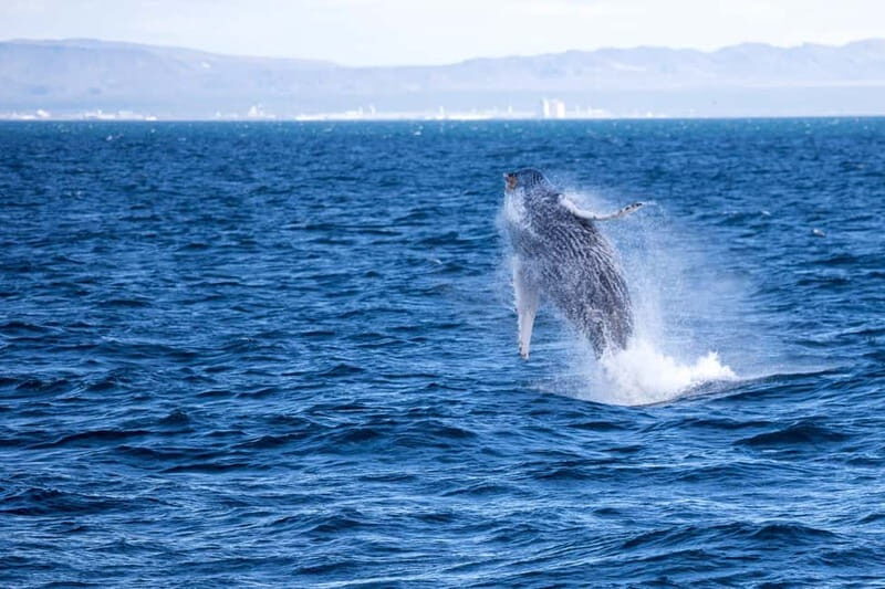 Reykjavik: Snæfellsnes Peninsula & Whale Watching Tour - The Snæfellsnes Peninsula: Why It Matters