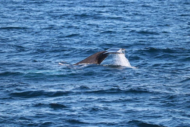 Reykjavik: Snæfellsnes Peninsula & Whale Watching Tour - Logistics & Practicalities