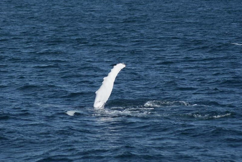 Reykjavik: Snæfellsnes Peninsula & Whale Watching Tour - Authentic Experiences from Traveler Feedback
