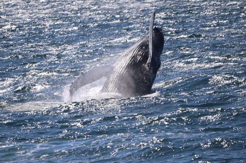 Reykjavik: Snæfellsnes Peninsula & Whale Watching Tour - The Sum Up: Who Will Love This Tour?