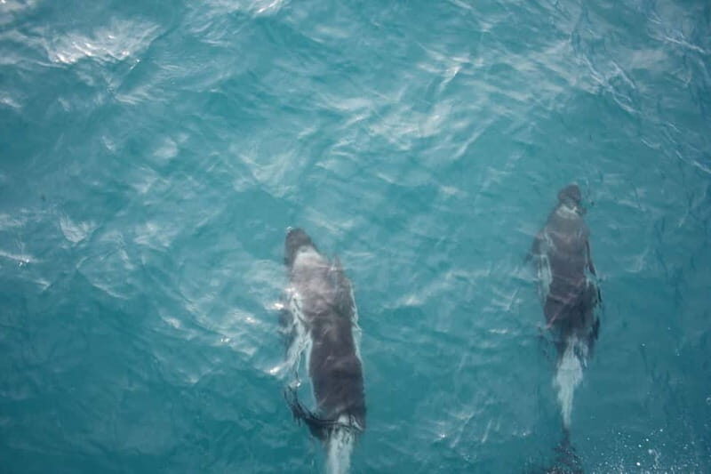 Reykjavik: Snæfellsnes Peninsula & Whale Watching Tour - FAQ