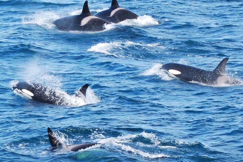 Reykjavik: the Original 3-Hour Whale Watching Tour - Reykjavik: the Original 3-Hour Whale Watching Tour
