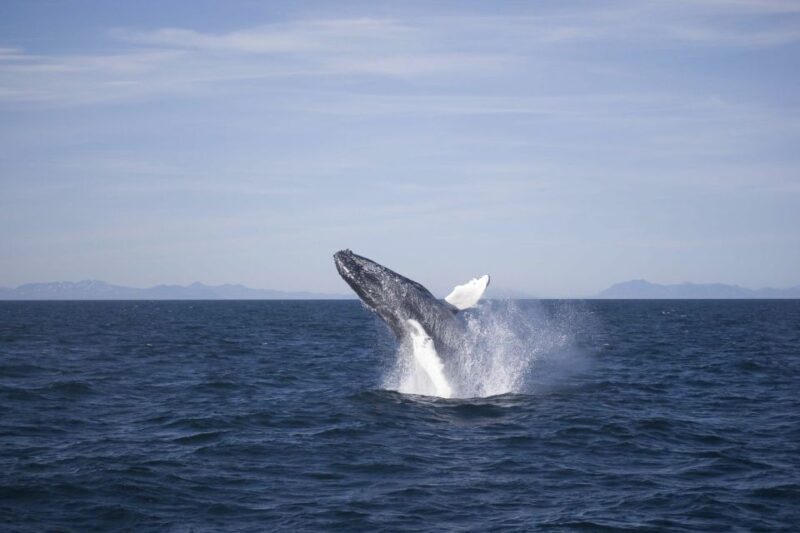 Reykjavik: the Original 3-Hour Whale Watching Tour - An In-Depth Look at the Tour Experience