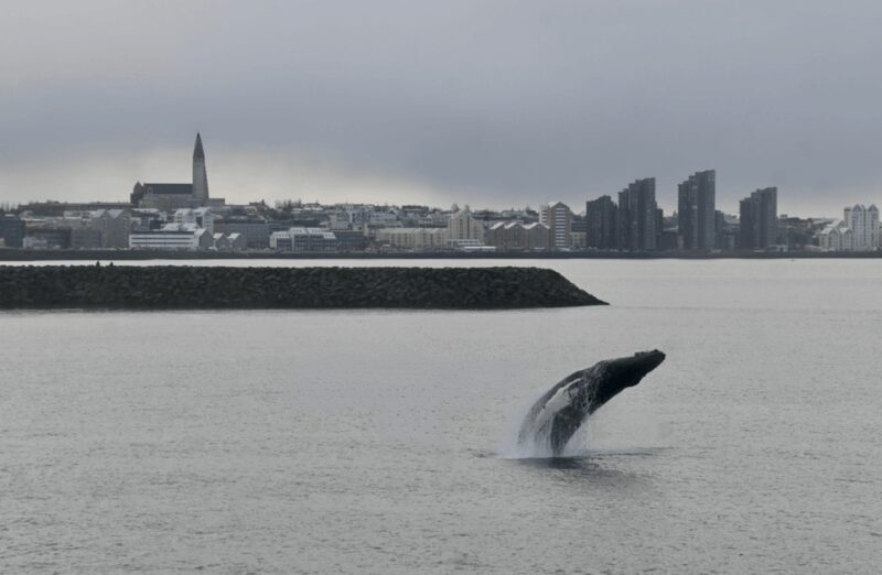 Reykjavik: the Original 3-Hour Whale Watching Tour - The Sum Up