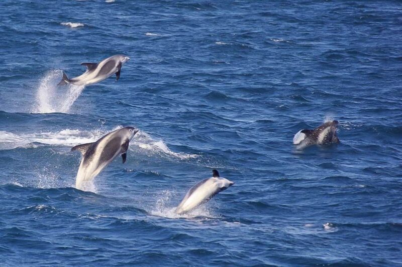 Reykjavik: the Original 3-Hour Whale Watching Tour - FAQ