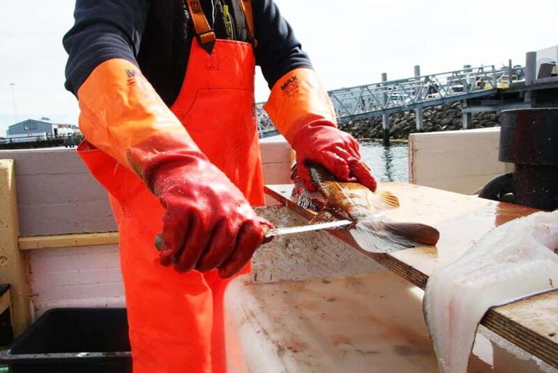 Reykjavik: Traditional Sea Fishing with BBQ Feast - Final Thoughts: Is It Worth It?