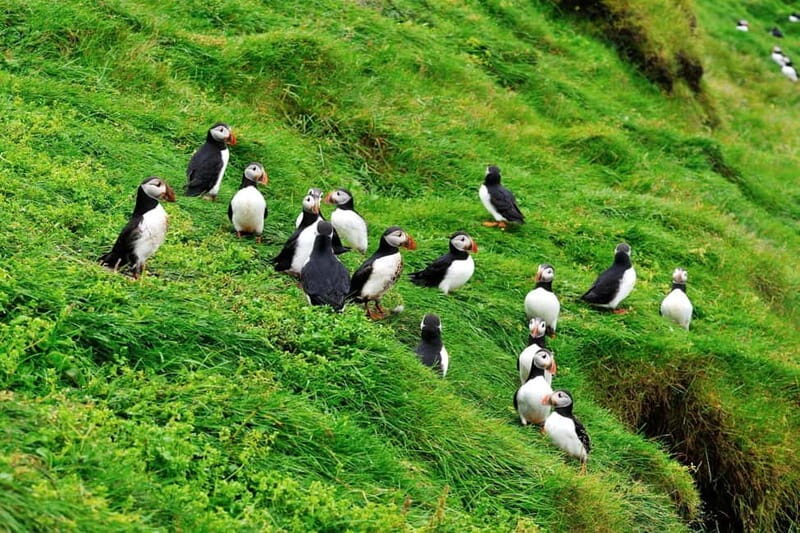Reykjavik - Westman Islands (Bus transfer to Landeyjahöfn) - Why This Tour Is a Great Choice