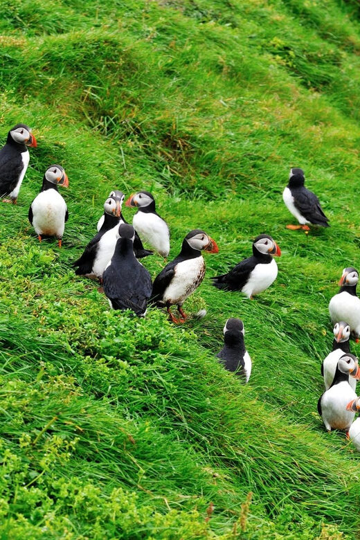 Reykjavik - Westman Islands (Bus transfer to Landeyjahöfn) - FAQ