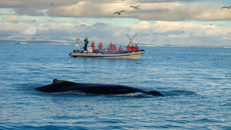 Reykjavik: Whale and Puffin Watching RIB Boat Tour - Exploring the Itinerary and Experience