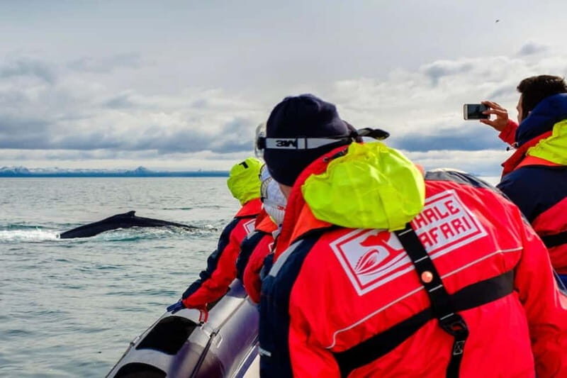 Reykjavik: Whale and Puffin Watching RIB Boat Tour - The Experience in Detail